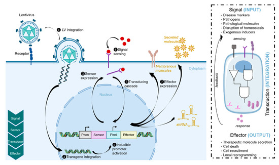 Toward Tightly Tuned Gene Expression Following Lentiviral Vector ...