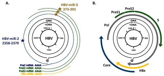 miRNAs as Potential Biomarkers for Viral Hepatitis B and C