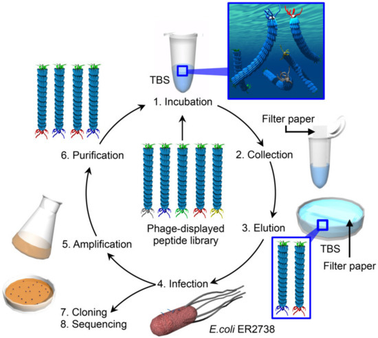 Viruses | Special Issue : Directed Molecular Evolution and Phage ...