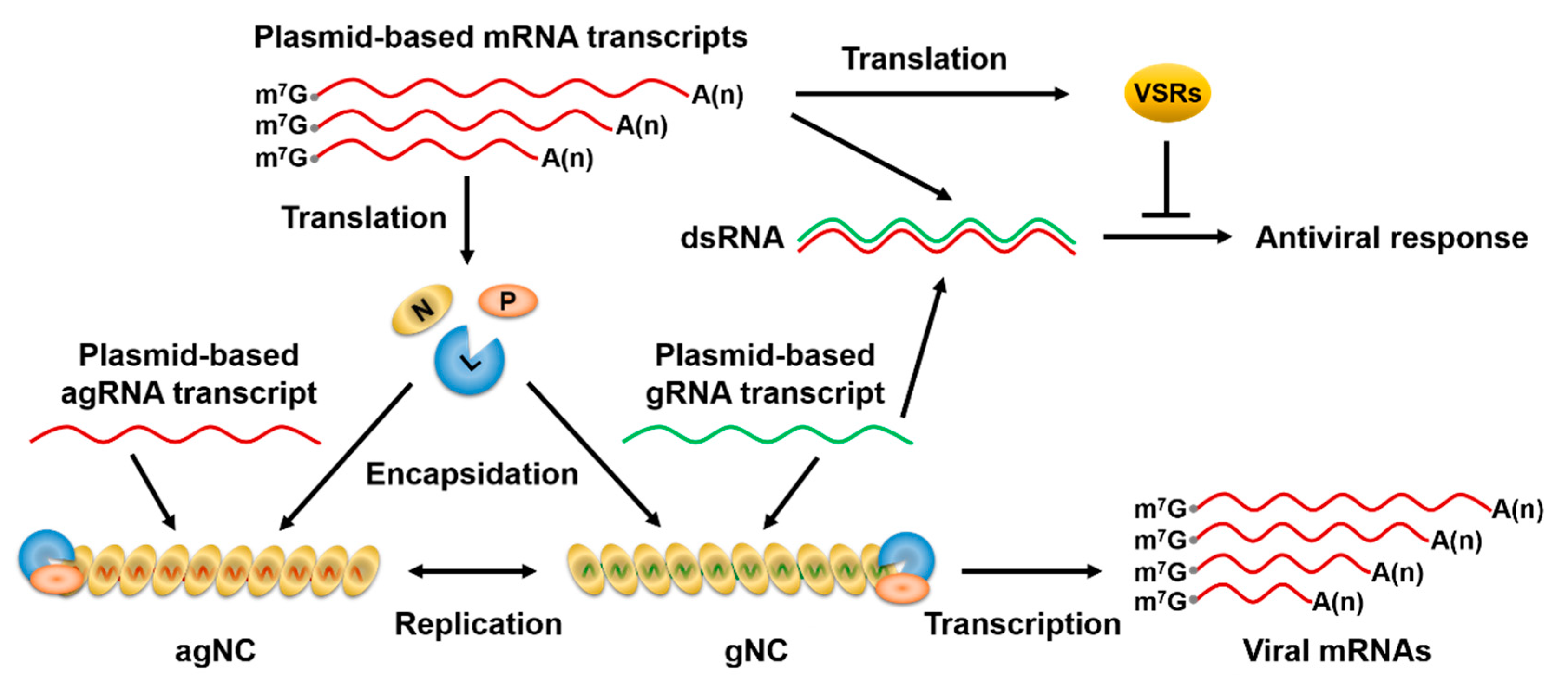 Significantly Improved Recovery of Recombinant Sonchus Yellow Net ...