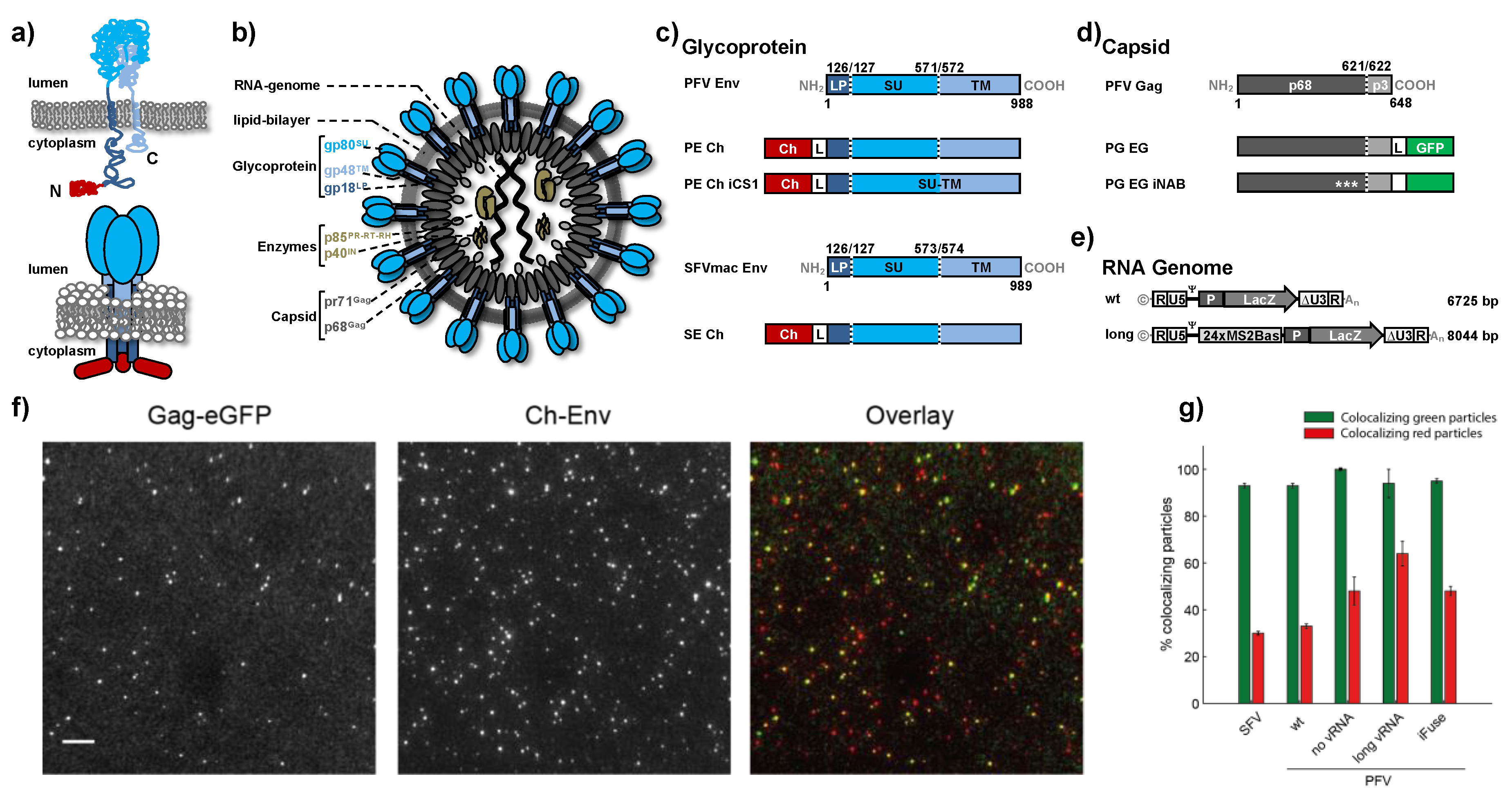 Identification of an Intermediate Step in Foamy Virus Fusion