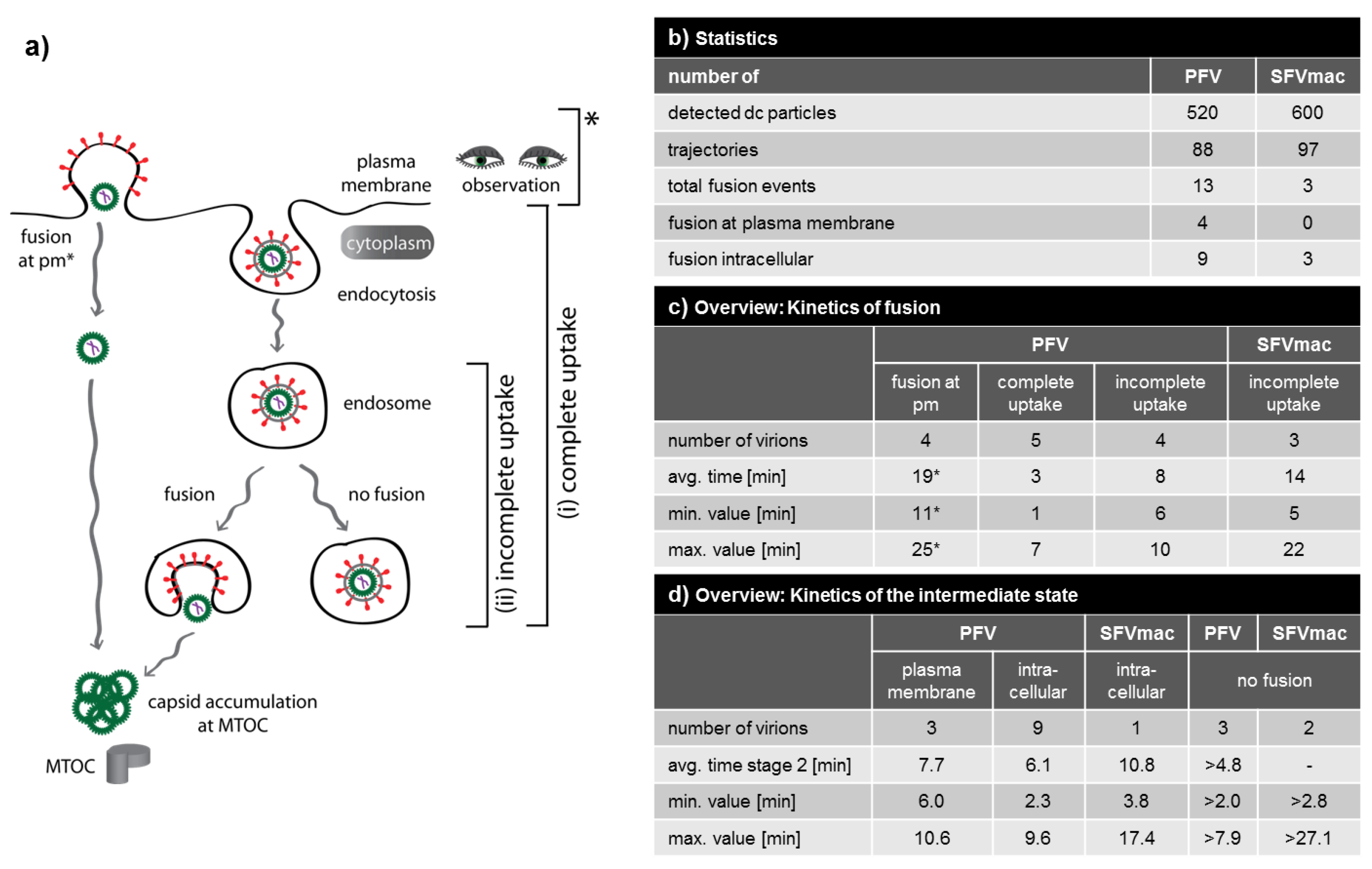 Identification of an Intermediate Step in Foamy Virus Fusion