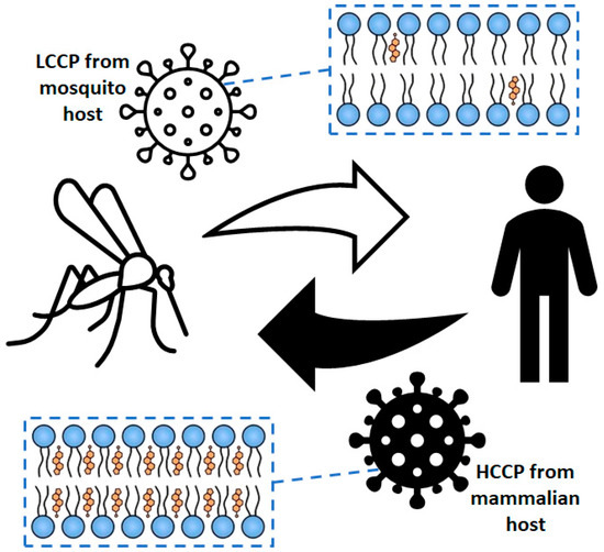 Current Understanding of the Role of Cholesterol in the Life Cycle of ...