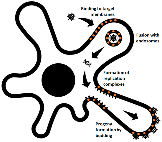 Current Understanding of the Role of Cholesterol in the Life Cycle of ...