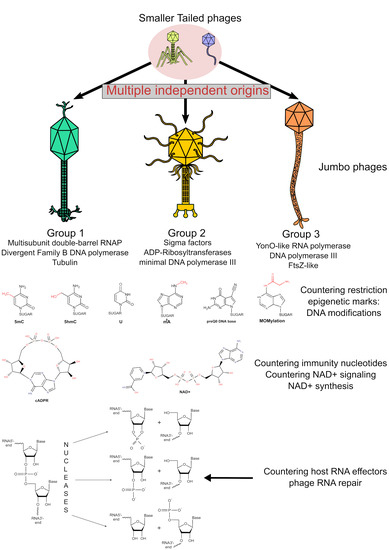 Viruses | Free Full-Text | Jumbo Phages: A Comparative Genomic Overview ...
