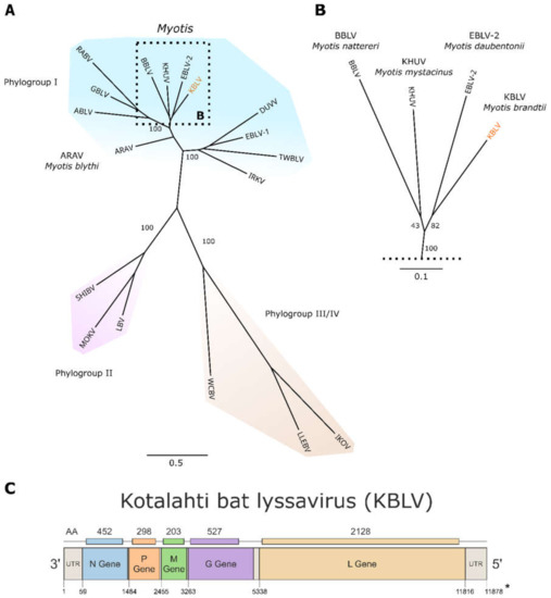 Genetic and Antigenetic Characterization of the Novel Kotalahti Bat Lyssavirus (KBLV)