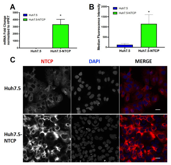 Viruses | Free Full-Text | In Vitro Infection with Hepatitis B Virus ...