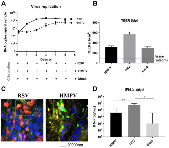 RSV and HMPV Infections in 3D Tissue Cultures: Mechanisms Involved in ...