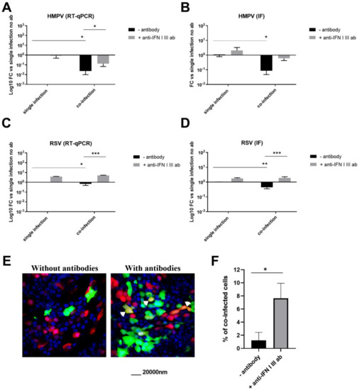 RSV and HMPV Infections in 3D Tissue Cultures: Mechanisms Involved in ...