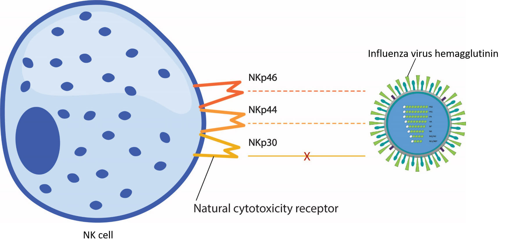 Viruses | Free Full-Text | Influenza A Virus Hemagglutinin and Other ...