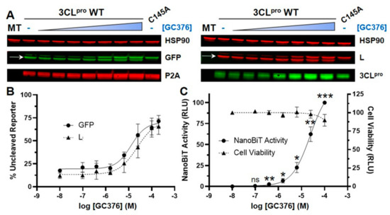 Development of a Cell-Based Luciferase Complementation Assay for ...
