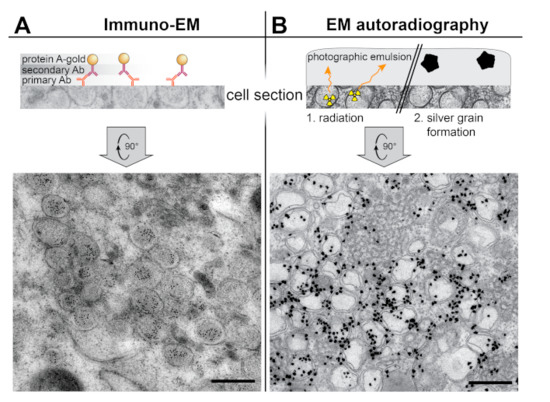 Multiscale Electron Microscopy for the Study of Viral Replication ...