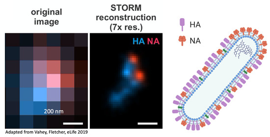 Viruses | Special Issue : Application of Advanced Imaging to the Study ...
