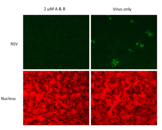 Identification of RSV Fusion Protein Interaction Domains on the Virus ...