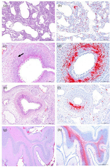 Porcine Circovirus 3 Detection in Aborted Fetuses and Stillborn Piglets ...