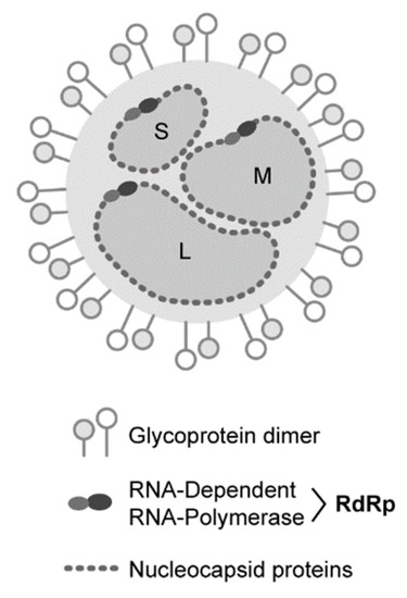 A Look into Bunyavirales Genomes: Functions of Non-Structural (NS) Proteins