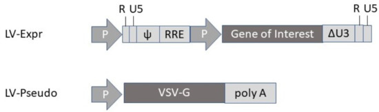Viral Vectors for COVID-19 Vaccine Development