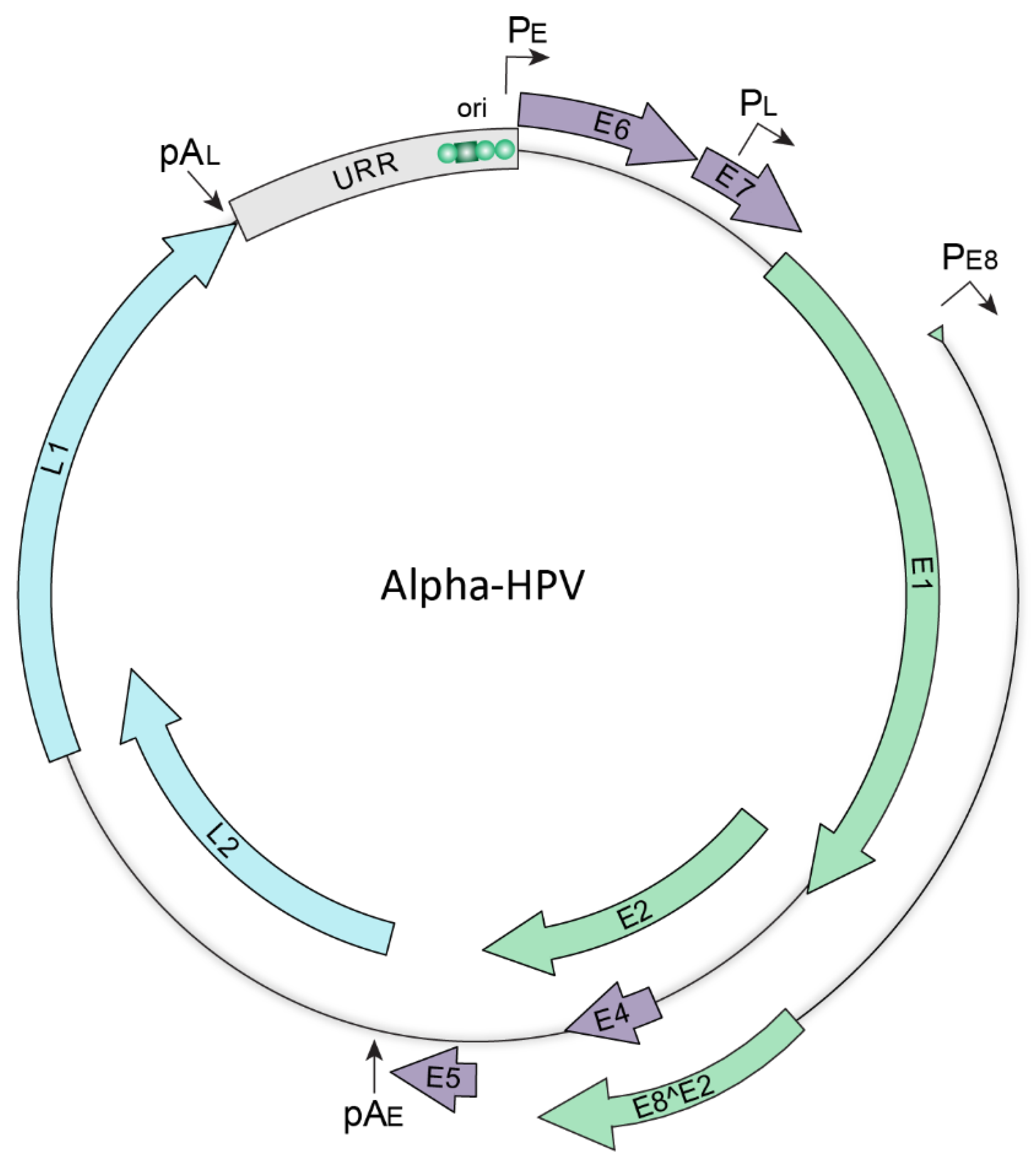 Viruses Free Full Text Persistent Human Papillomavirus Infection