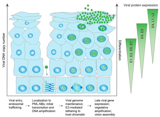 Persistent Human Papillomavirus Infection