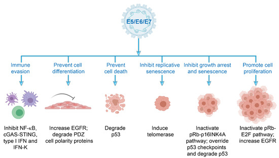 Persistent Human Papillomavirus Infection