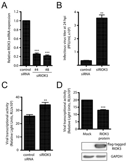 The Atypical Kinase RIOK3 Limits RVFV Propagation and Is Regulated by ...