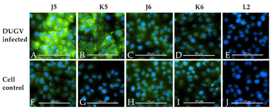 Experimental Challenge of Sheep and Cattle with Dugbe Orthonairovirus ...