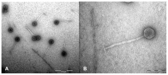 Analysis of a Novel Bacteriophage vB_AchrS_AchV4 Highlights the ...