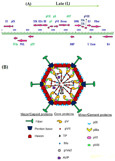 Adenovirus Core Proteins: Structure and Function