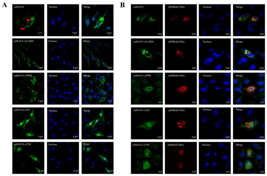 Viruses | Special Issue : Peste des Petits Ruminants (PPR) Eradication ...