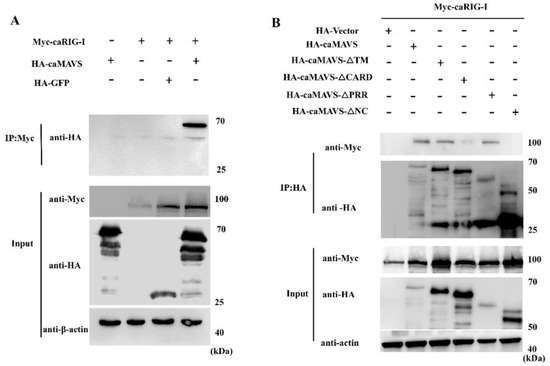 Viruses | Special Issue : Peste des Petits Ruminants (PPR) Eradication ...