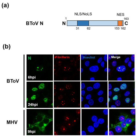 Recent Progress in Torovirus Molecular Biology