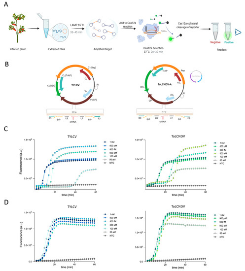 LAMP-Coupled CRISPR–Cas12a Module for Rapid and Sensitive Detection of ...