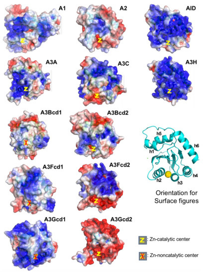 Insights into the Structures and Multimeric Status of APOBEC Proteins ...