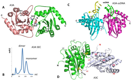 Insights into the Structures and Multimeric Status of APOBEC Proteins ...