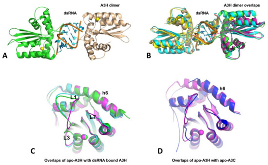 Insights into the Structures and Multimeric Status of APOBEC Proteins ...