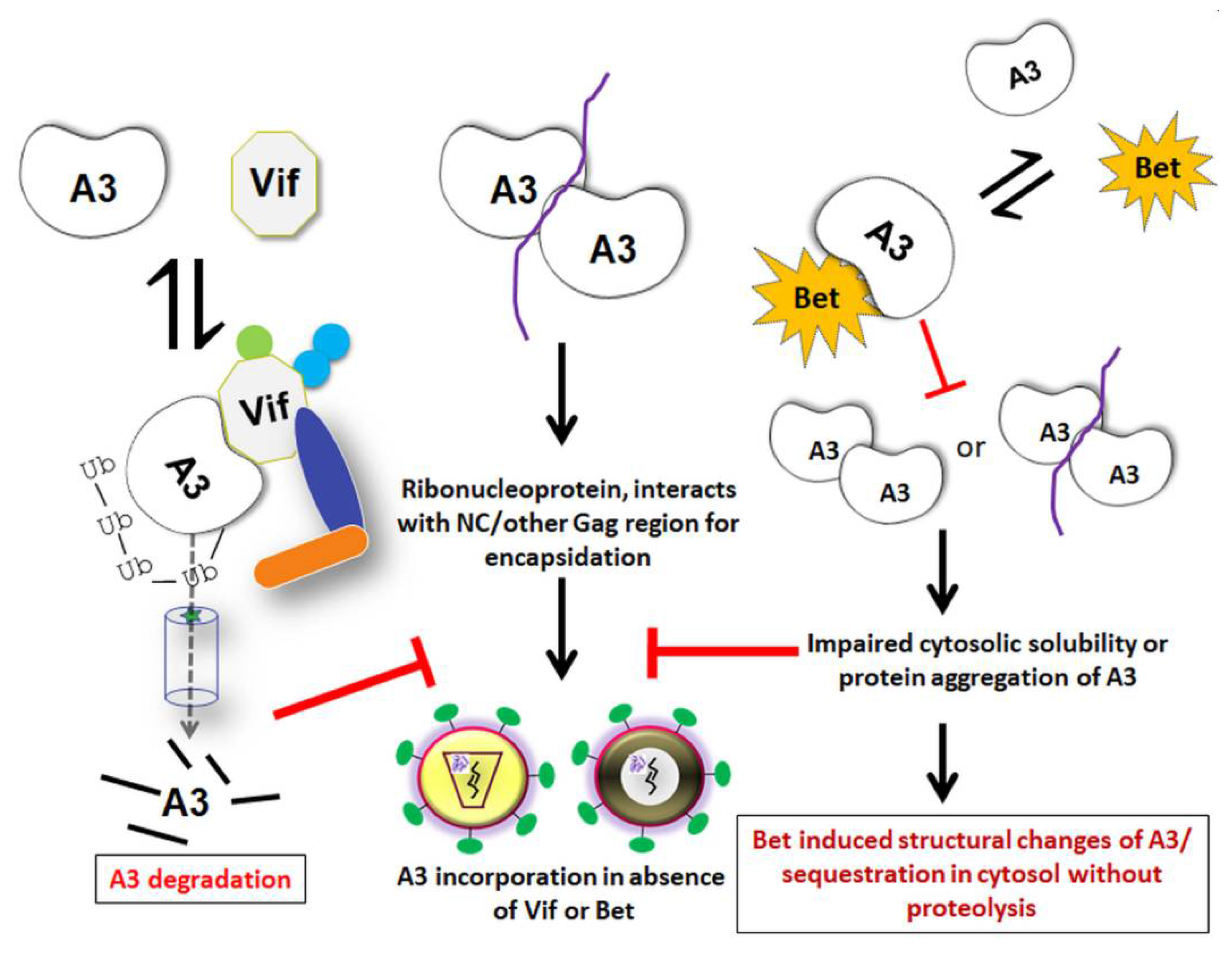 Foamy Viruses, Bet, and APOBEC3 Restriction