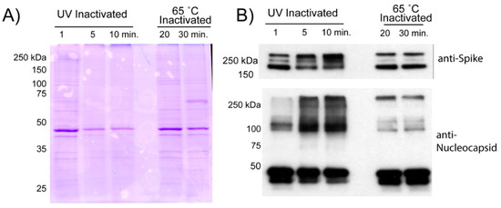 Effect of Inactivation Methods on SARS-CoV-2 Virion Protein and Structure