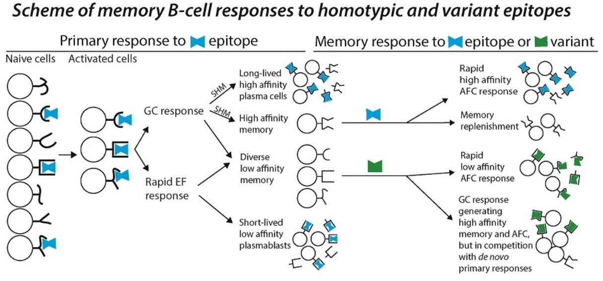 Viruses | Free Full-Text | B-Cell Memory Responses to Variant Viral ...