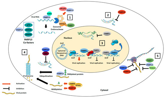 The Antiviral Activities of Poly-ADP-Ribose Polymerases