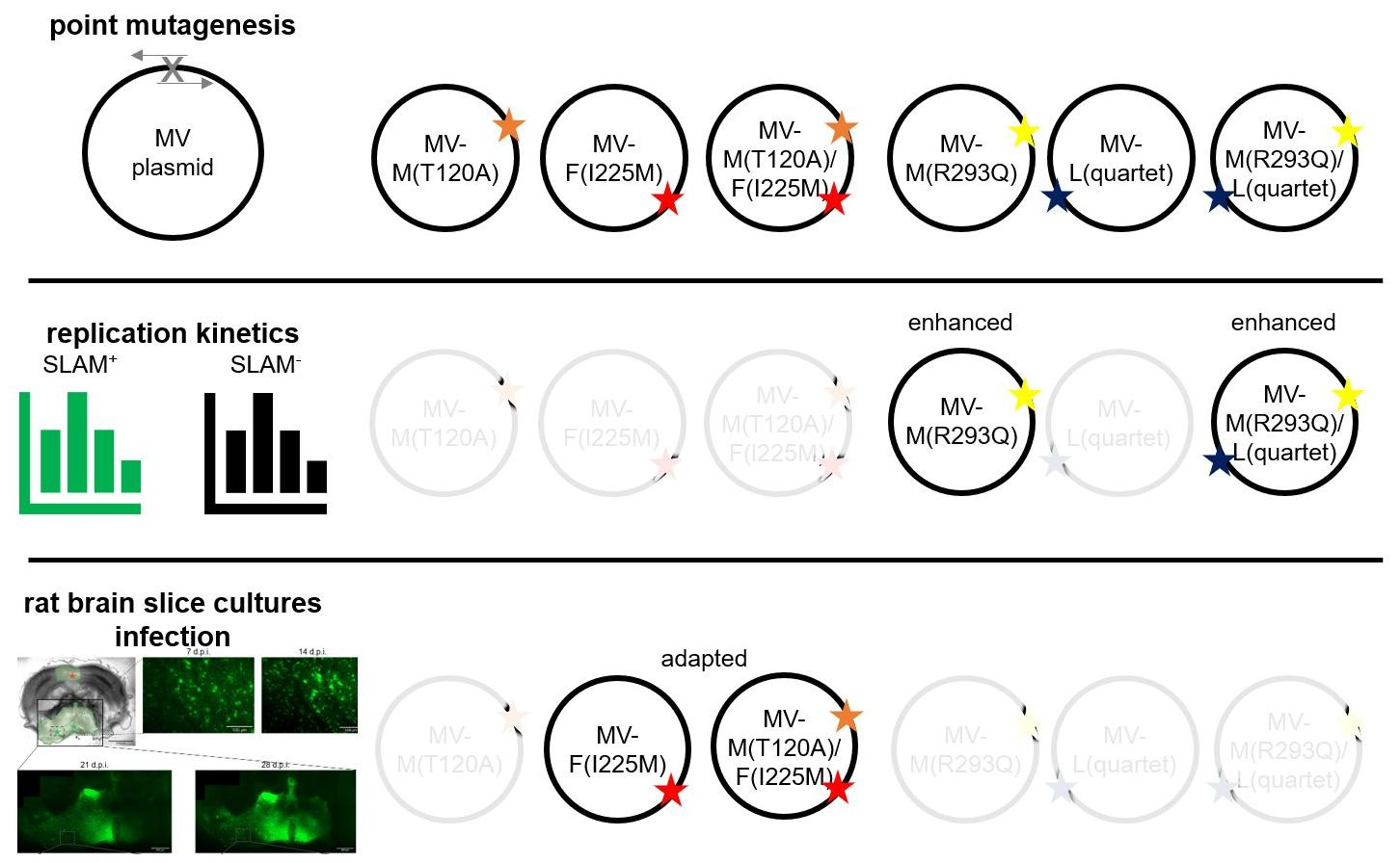 Viruses | Free Full-Text | Mutated Measles Virus Matrix and Fusion ...