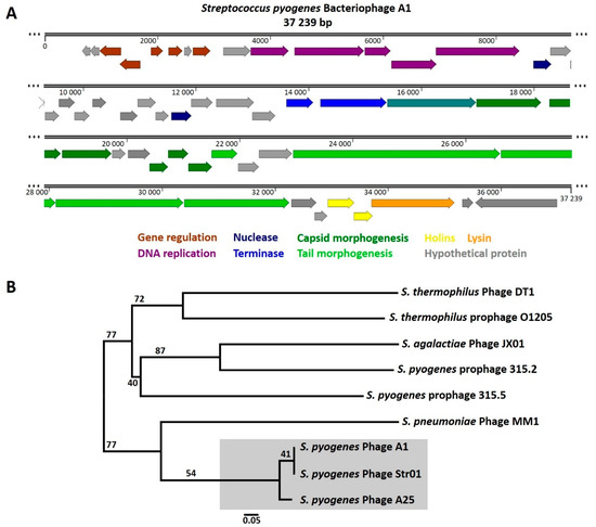 Survival Strategies of Streptococcus pyogenes in Response to Phage ...