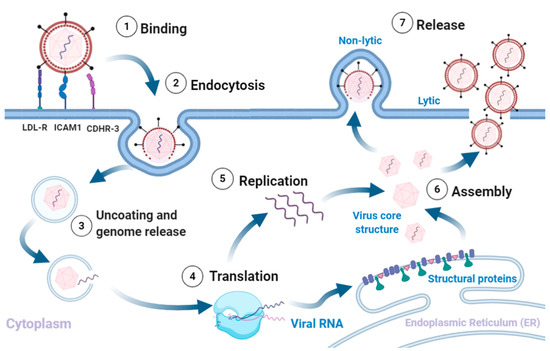 Rhinovirus and Cell Death