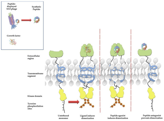 Phage-Displayed Peptides for Targeting Tyrosine Kinase Membrane ...