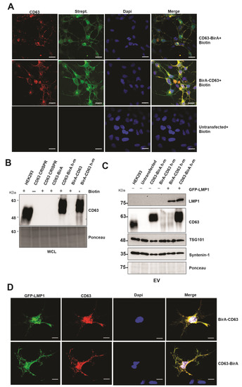 Epstein-Barr Virus LMP1 Modulates the CD63 Interactome
