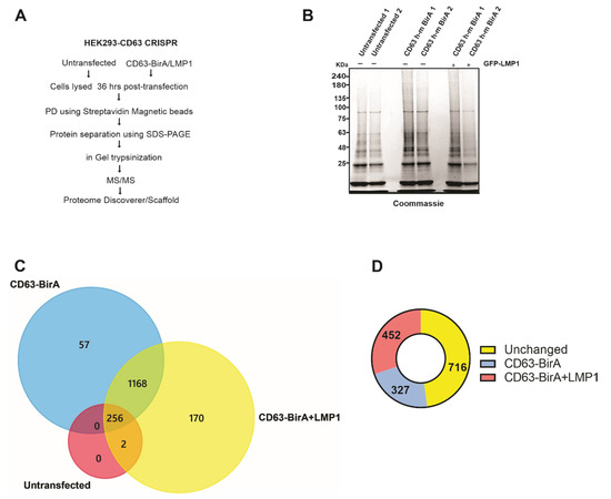 Epstein-Barr Virus LMP1 Modulates the CD63 Interactome