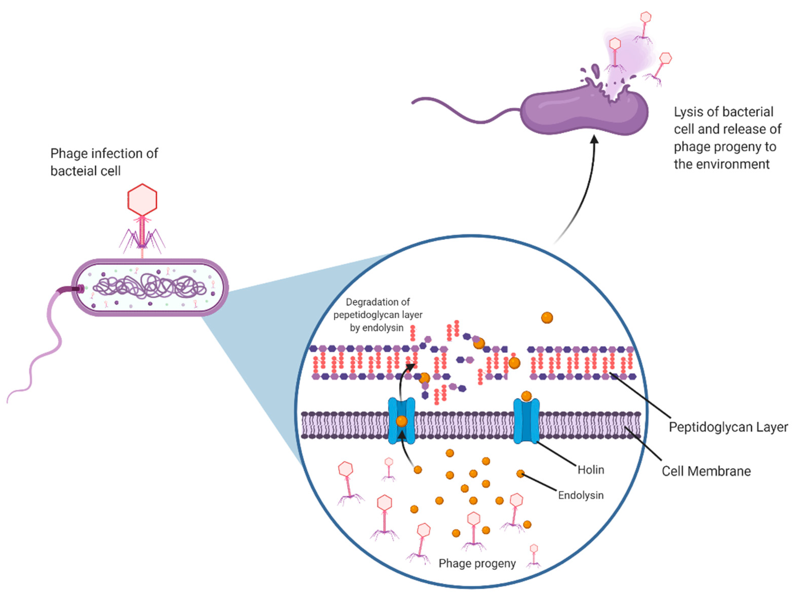The Advantages and Challenges of Using Endolysins in a Clinical Setting