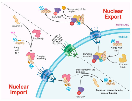 The Nuclear Pore Complex Is a Key Target of Viral Proteases to Promote ...