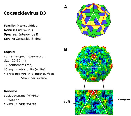 Coxsackievirus B3—Its Potential as an Oncolytic Virus