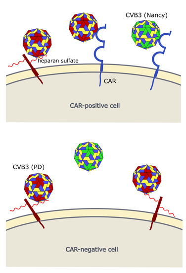 Coxsackievirus B3—Its Potential as an Oncolytic Virus