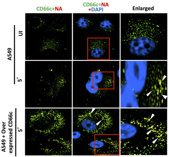 Viruses | Free Full-Text | The Immunomodulatory CEA Cell Adhesion ...